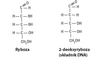 Czy rośliny to tylko owoce i warzywa? - Hipoalergiczni